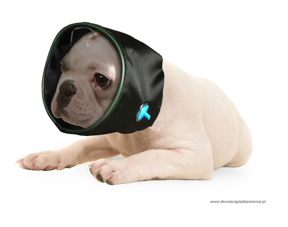 Tlenoterapia dla zwierząt